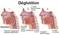 Épiglotte définition, dictionnaire médical - docteurclic.com
