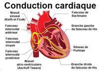 Conduction cardiaque définition, dictionnaire médical - docteurclic.com